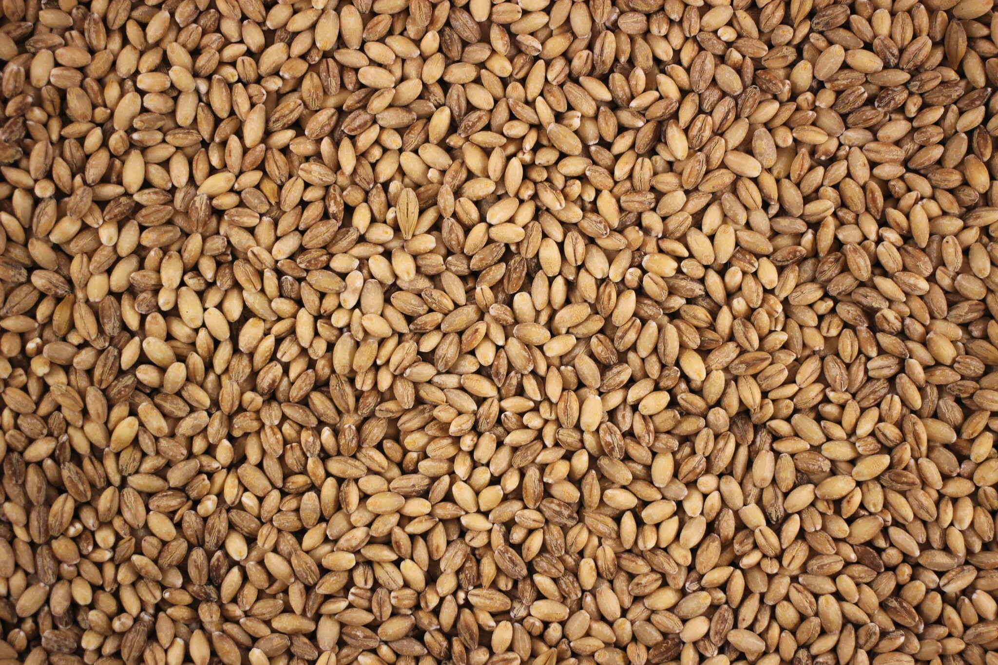 20 Best Substitutes For Orzo