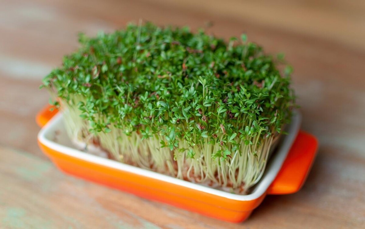 10 Best Bean Sprout Substitutes For Every Recipe | Myriad Recipes