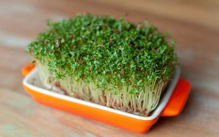 10 Best Bean Sprout Substitutes For Every Recipe | Myriad Recipes